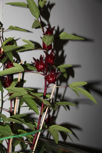 Singapore Plants Lover: Ribena Plant-Roselle