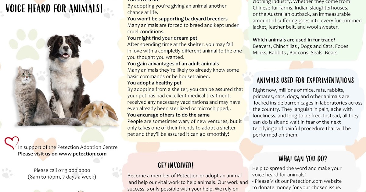 STUDIO PRACTICE : Animal's Rights/ Leaflet Design