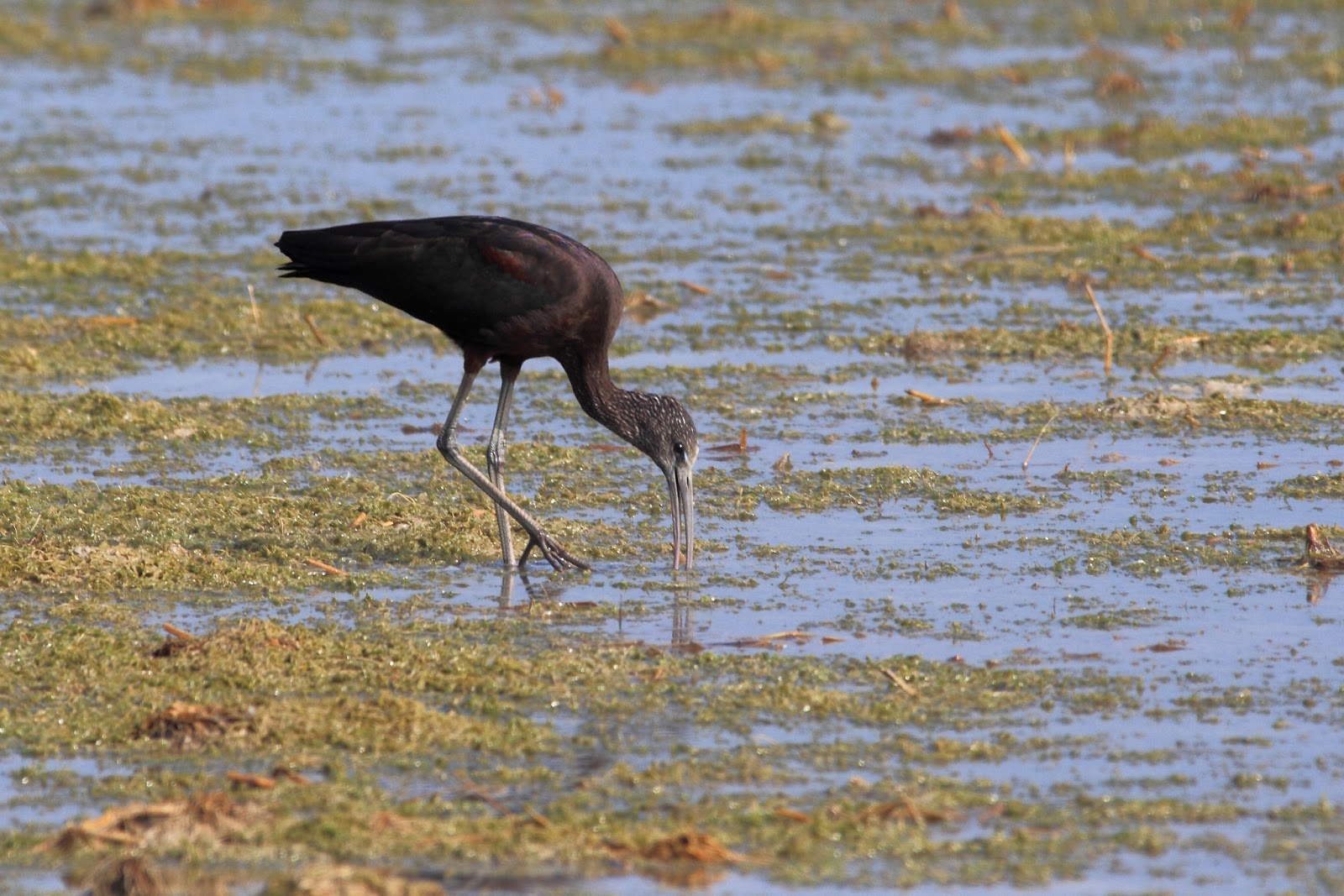 Fotografía y Naturaleza en Doñana: Morito común (Plegadis falcinellus)