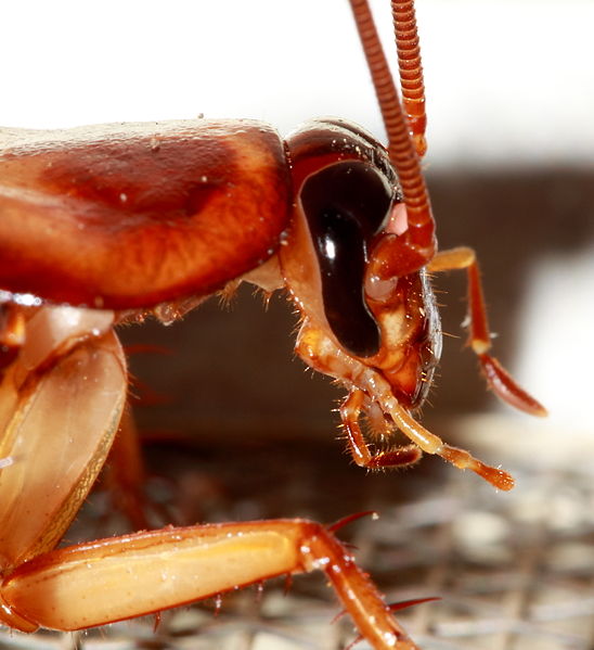 Yard and Garden Secrets: Get Rid of Roaches - Home and Garden