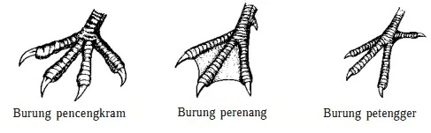 Adaptasi Mahkluk Hidup