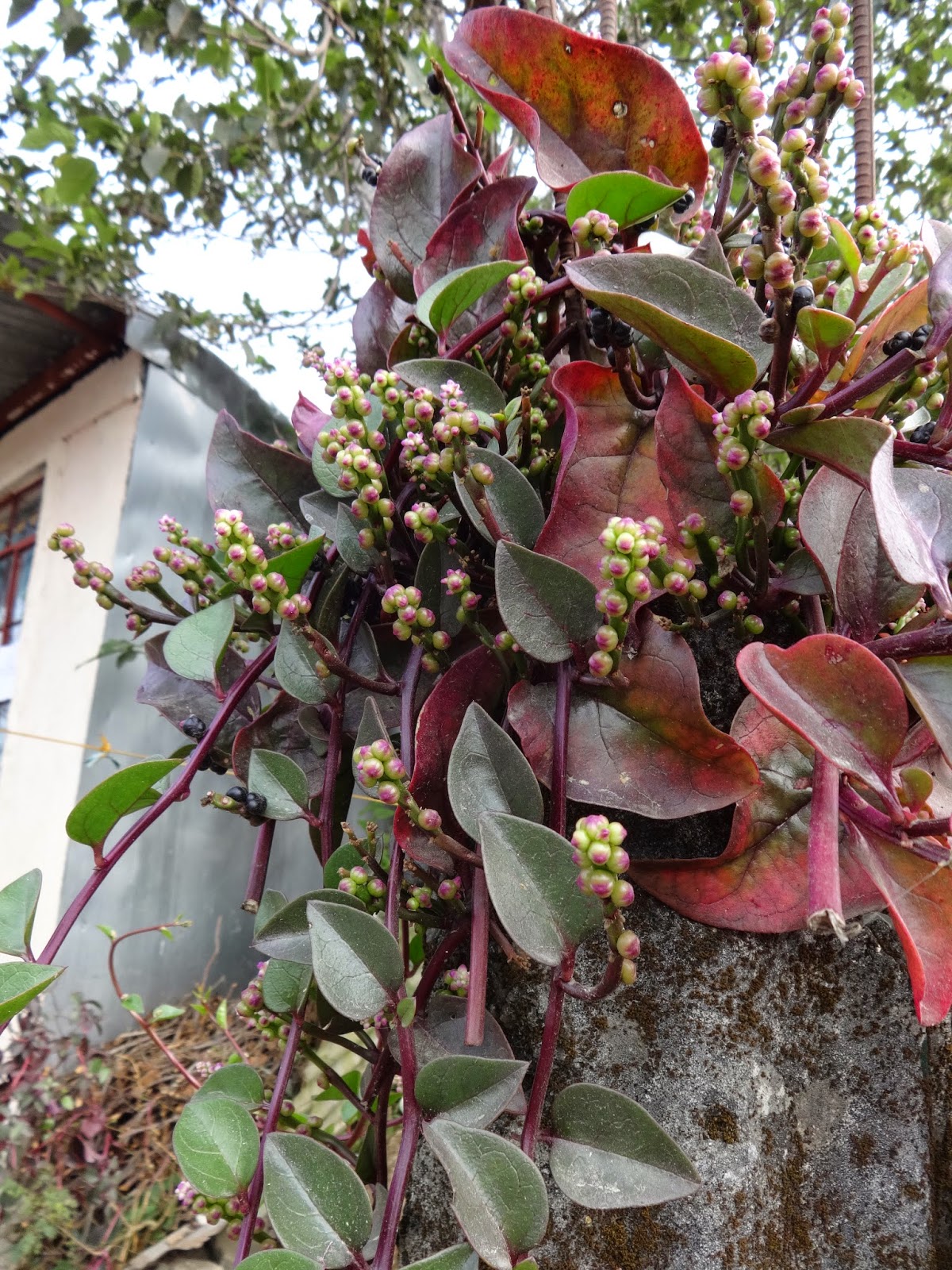 Herbs from Distant Lands: Basella alba, Basella rubra - Malabar Spinach