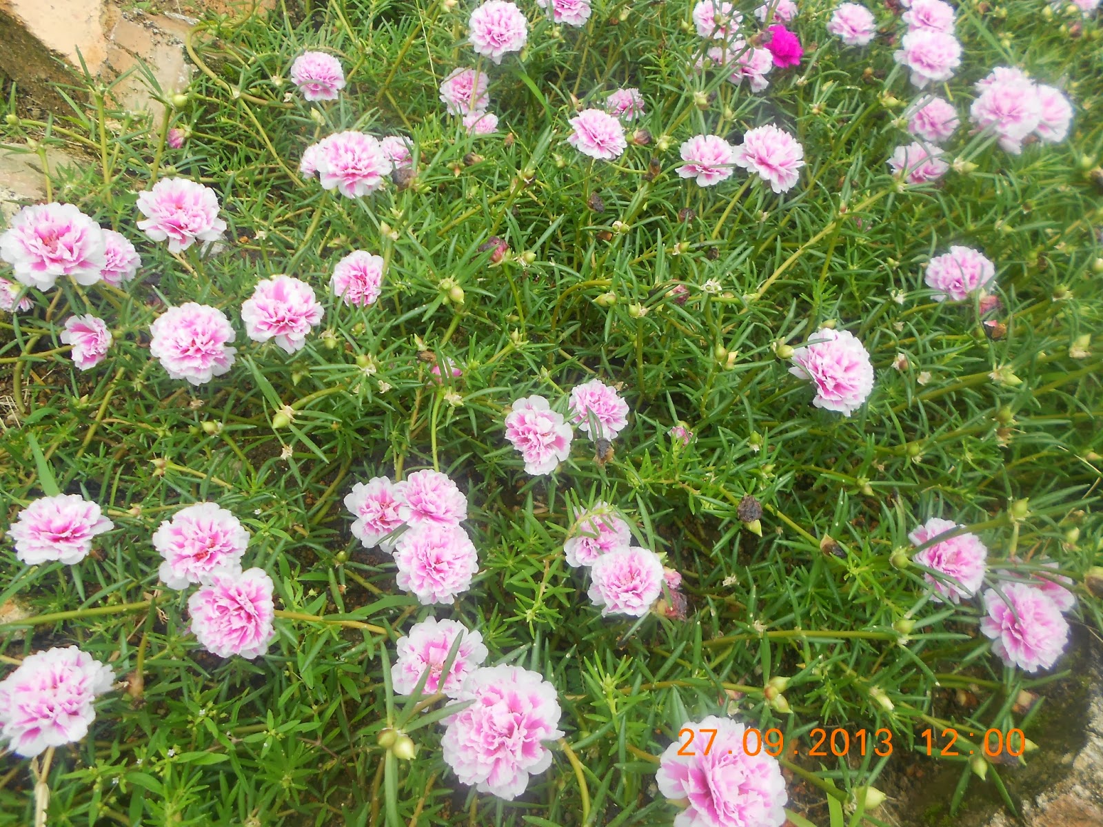 namakucella: BUNGA KEMBANG PUKUL 10.00.....& MORNING GLORY...