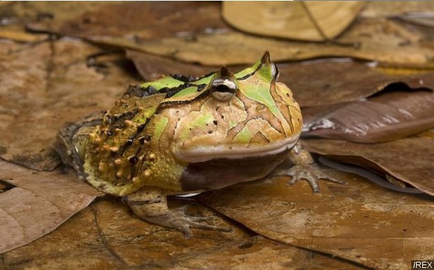 Kanibal, Katak ini Memakan Katak dari Jenisnya Sendiri ~ CERITA DAN ...