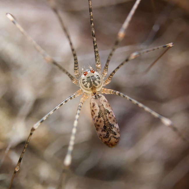 ムシをデザインしたのはダレ？: ユウレイグモ ( Pholcus crypticolens )