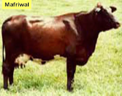 bukan doktor veterinar: Panduan Penternakan Lembu Tenusu