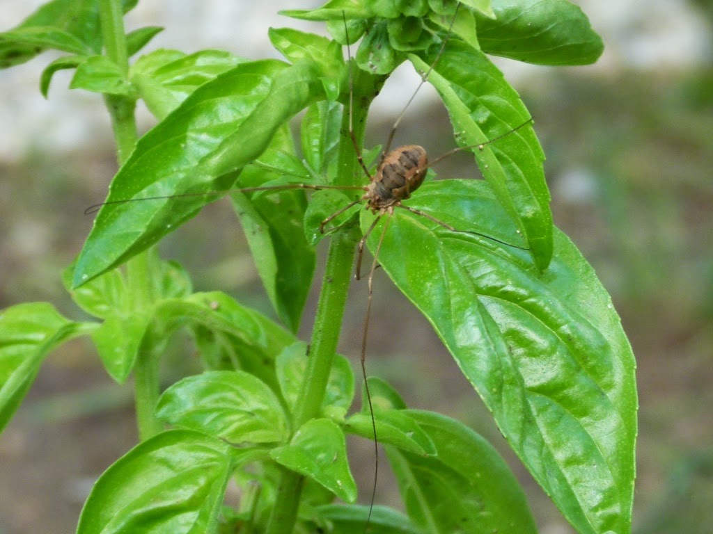 Faune Flore d'Ul: Araignées du jardin et autres