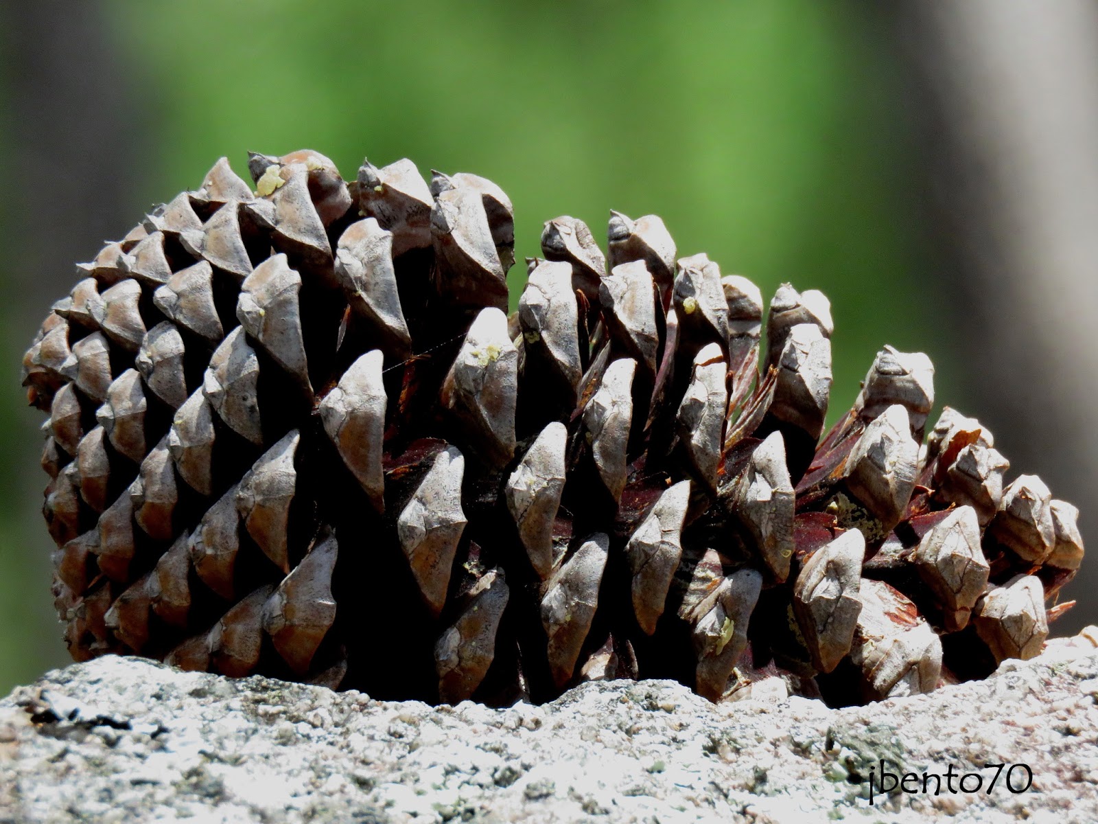 Birding Cascais: A pinha do Pinheiro-bravo (Pinus pinaster) na Serra de ...