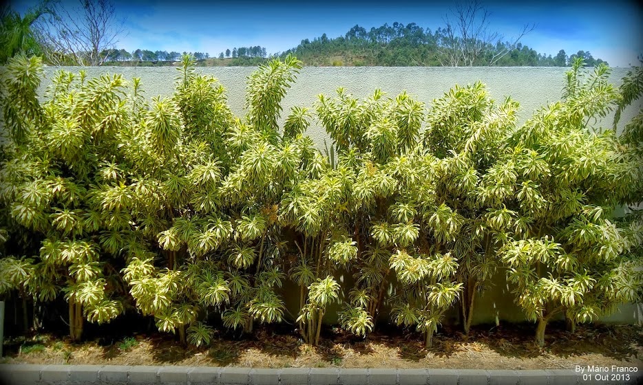 Meu Cantinho Verde: PLEOMELE - ( Dracaena reflexa )