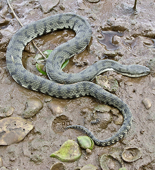 Cerberus rynchops Schneider, 1799 – Aquatic Snakes