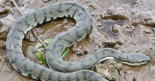 Cerberus rynchops (SCHNEIDER, 1799)