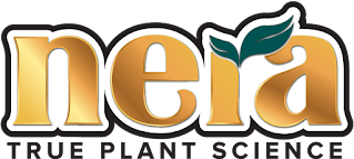 5 Masalah Penyakit Pokok Cili & Cara Mengatasinya - Nera Plant Booster ...