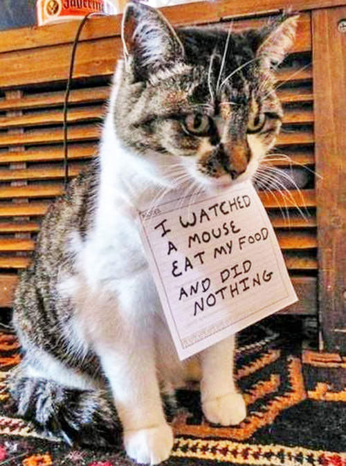 The 27 Naughtiest Cats In The World