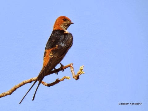 Kreatiewe Joernaal: kransduif