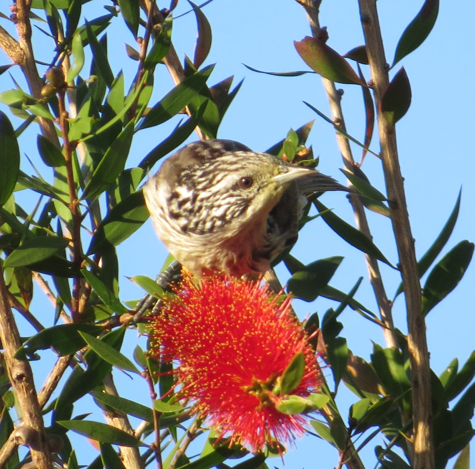 Sunshine Coast Birdlife Australia Blog : Some good birds yesterday...