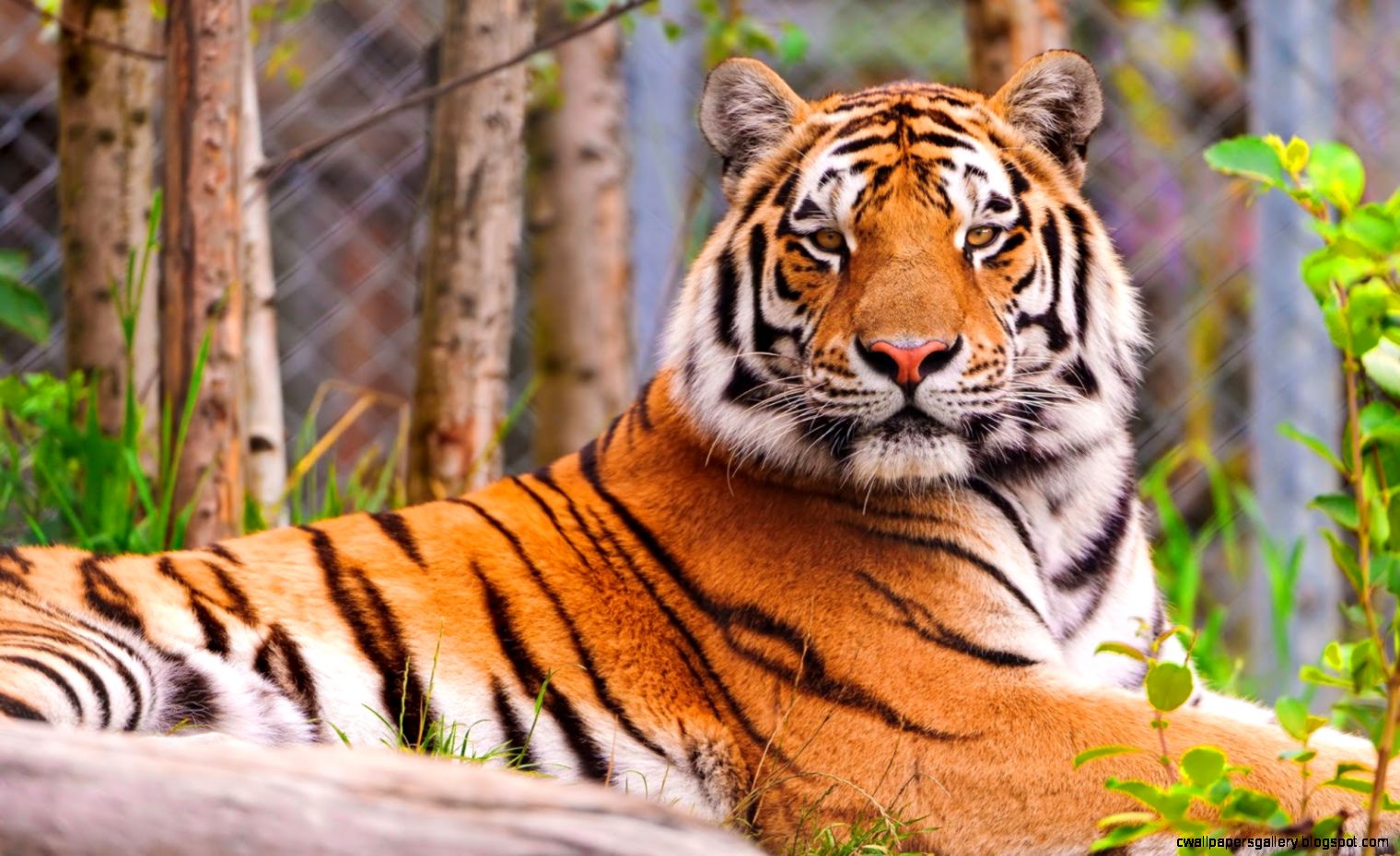Tiger Wallpaper High Resolution | Wallpapers Gallery
