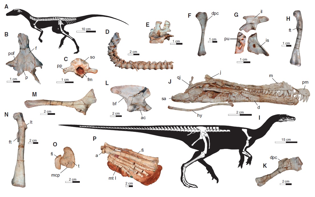 Sciency Thoughts: Ixalerpeton polesinensis & Buriolestes schultzi: Two ...