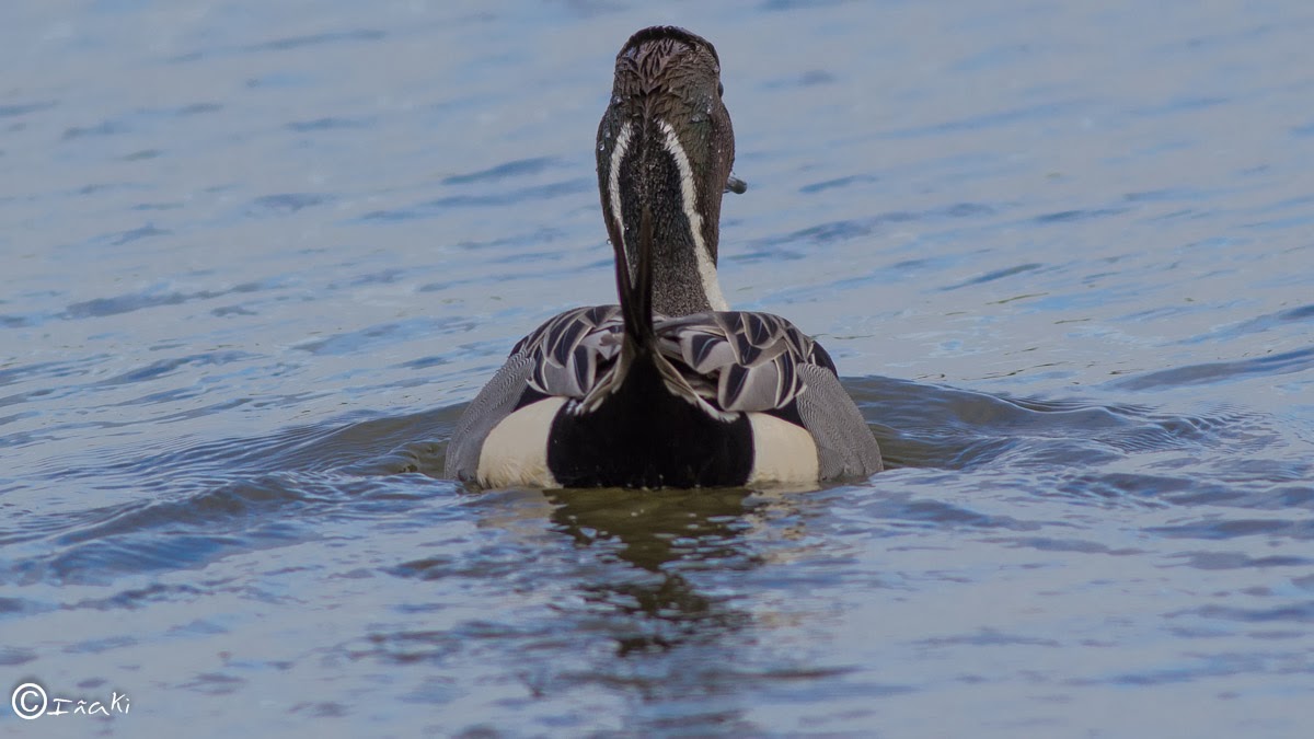 Nosoloaves - Aves del mundo (Birds of the world): Anade rabudo (Anas acuta)