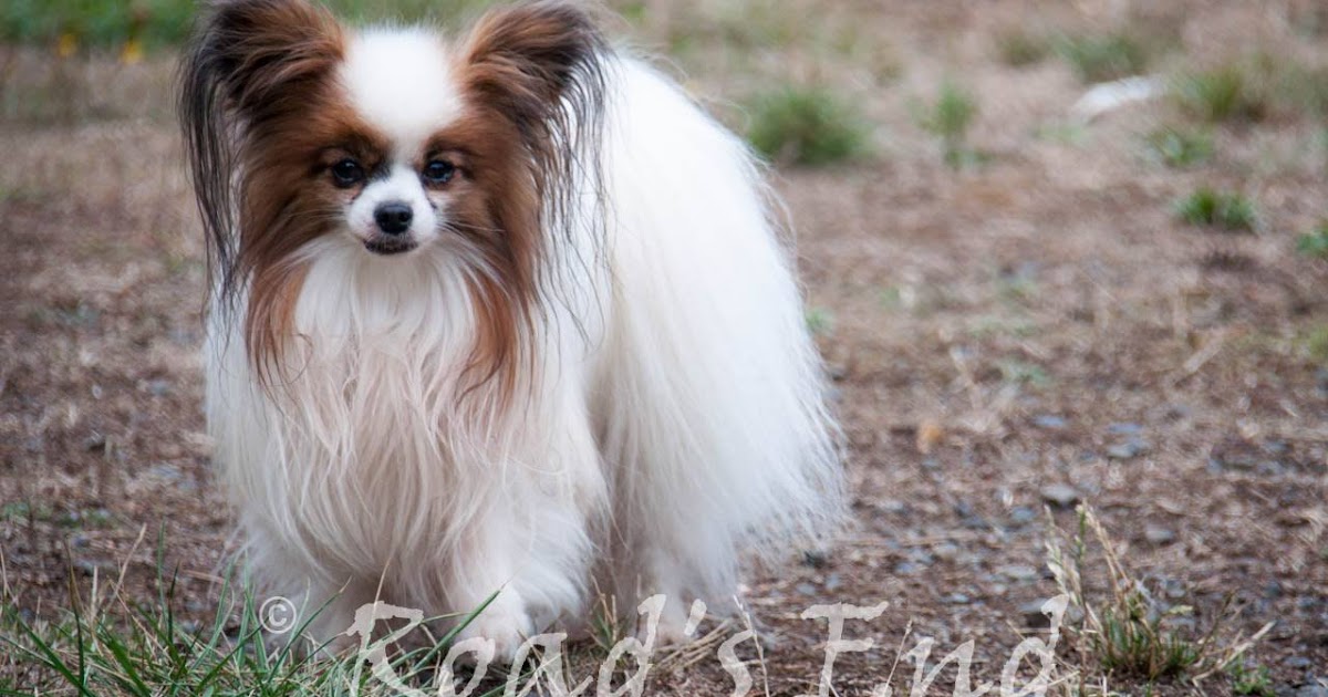 Road's End Papillons : Available Papillon Males