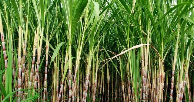 Budidaya Tanaman Tebu - BUDIDAYAKU