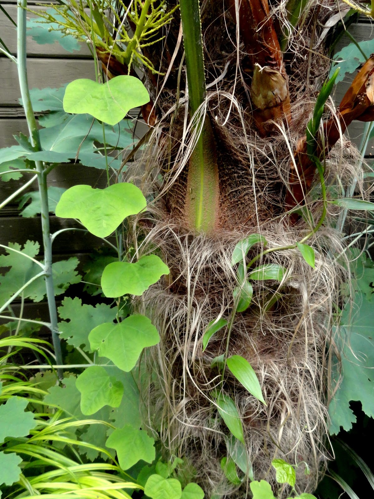 danger garden: Trachycarpus trunk gardens...