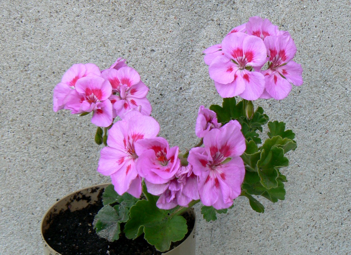 Pelargonium: Deep Lavender