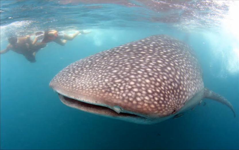 Go Philippines: Swimming with Whale Shark "Butanding" in Donsol, Sorsogon