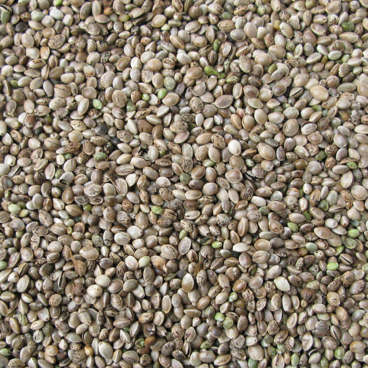 Lexikon Opobchodu: Konopná semínka