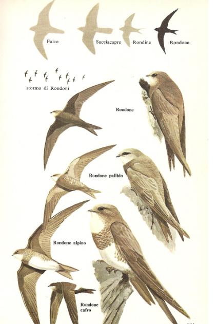 La voliera senza sbarre: Rondini e Rondoni come riconoscerli quali sono ...