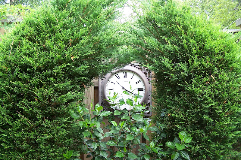 TARA DILLARD: Pruning Leyland Cypress