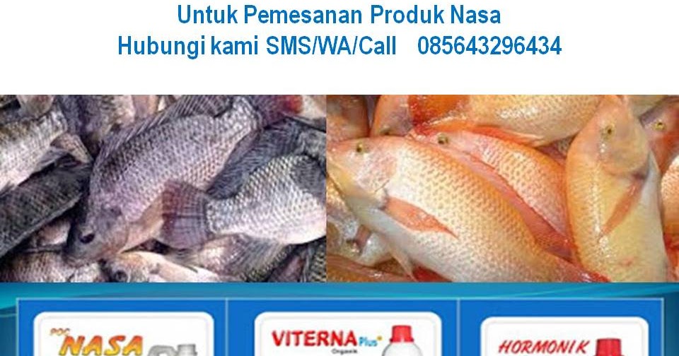 Budidaya Ikan Nila Dengan Produk Nasa | Budidaya Peternakan Organik Nasa