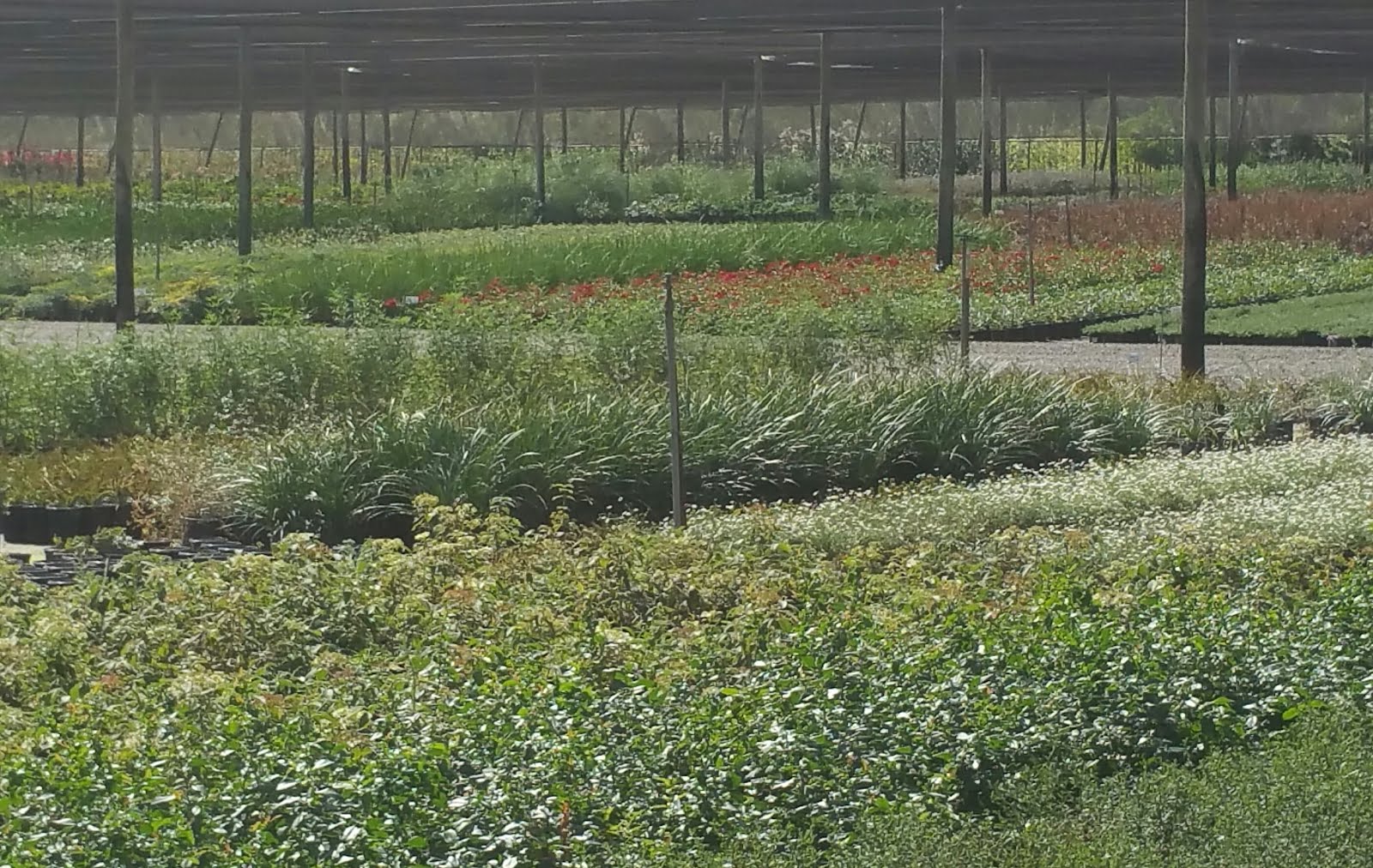 Western Tree Nursery Wholesale Only - California: October 2018