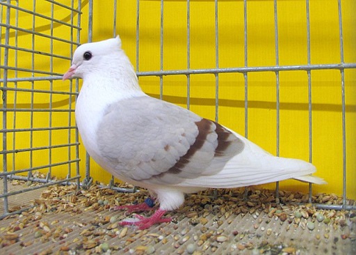 Thuringian Shield Pigeon ( Thüringer Schildtaube ) - Pigeons fall