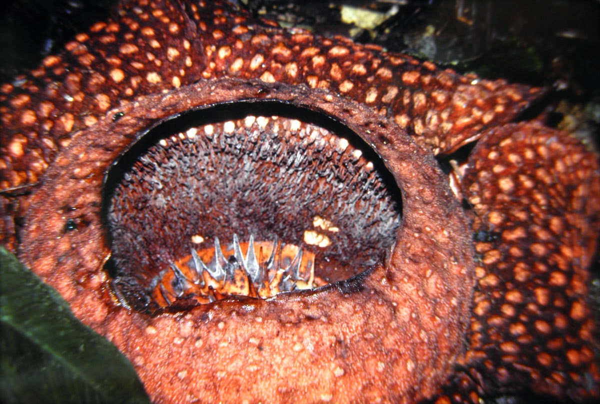 PlantWerkz: Corpse Flower - Rafflesia Arnoldii