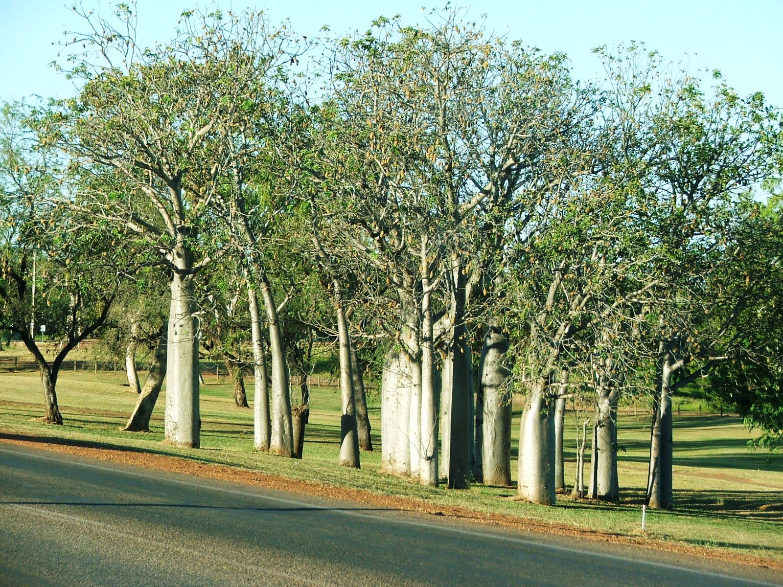 Postie and Sue: Boab Trees