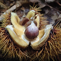 PA Environment Digest Blog: Entries To American Chestnut Foundation ...