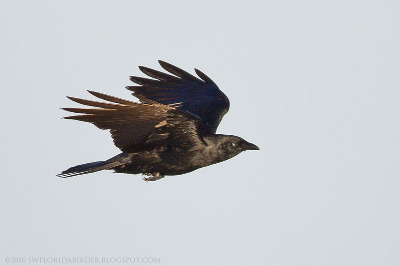 Summer Florida Birding Beach Tour: Part I | Focusing on Wildlife
