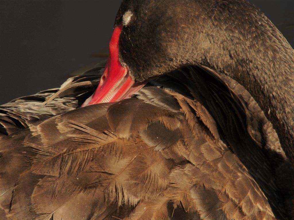 Majura birds: January 2013