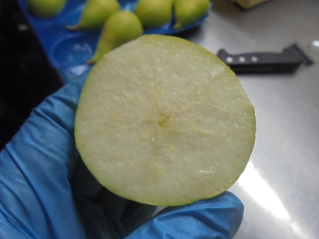 Pera Coscia / Ercolini