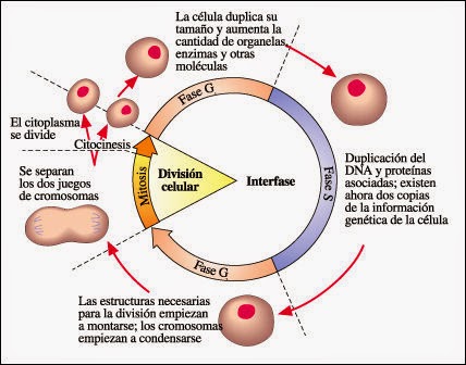 Bases moleculares del cáncer: Biología celular del cáncer