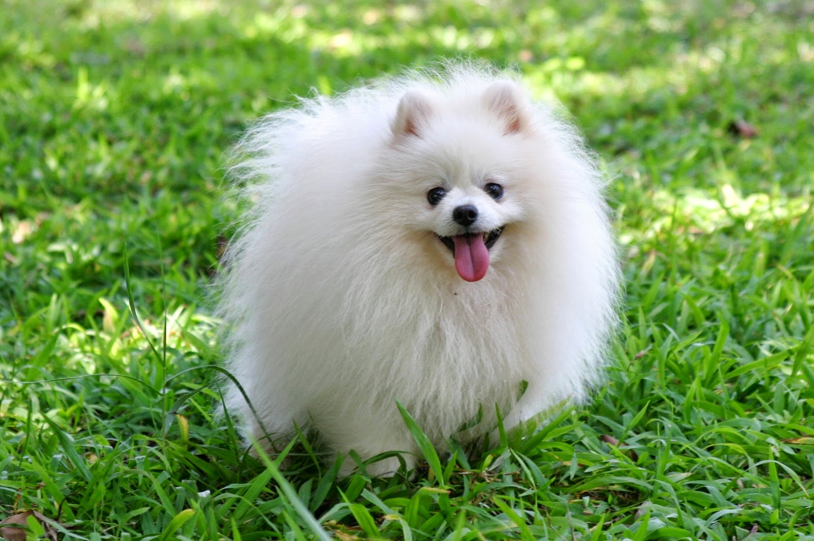 Pomerania o pomerano o spitz enano