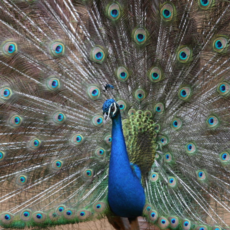 Cannundrums: Peacock and Vegetable Pie