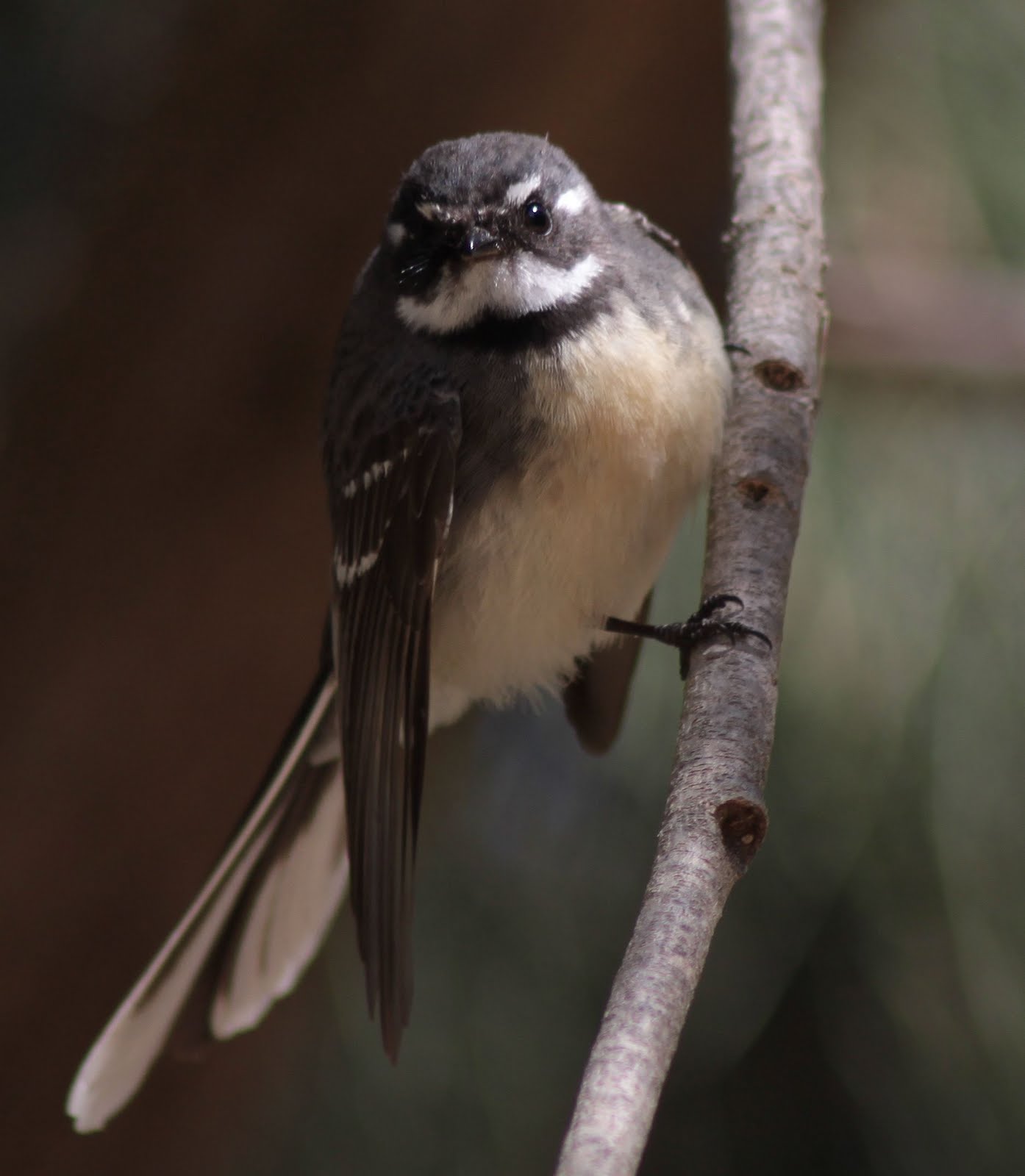 Richard Waring's Birds of Australia: Canberra Birds 3 - Superb Fairy ...