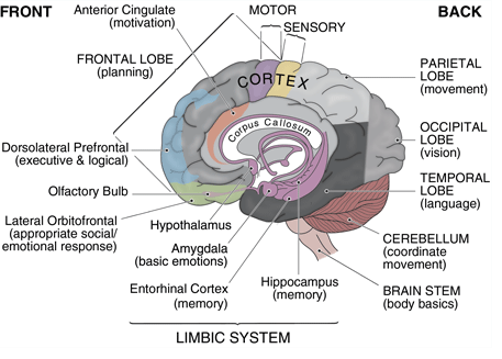 Blog Post : Conscious vs Unconscious Minds :: Healersource