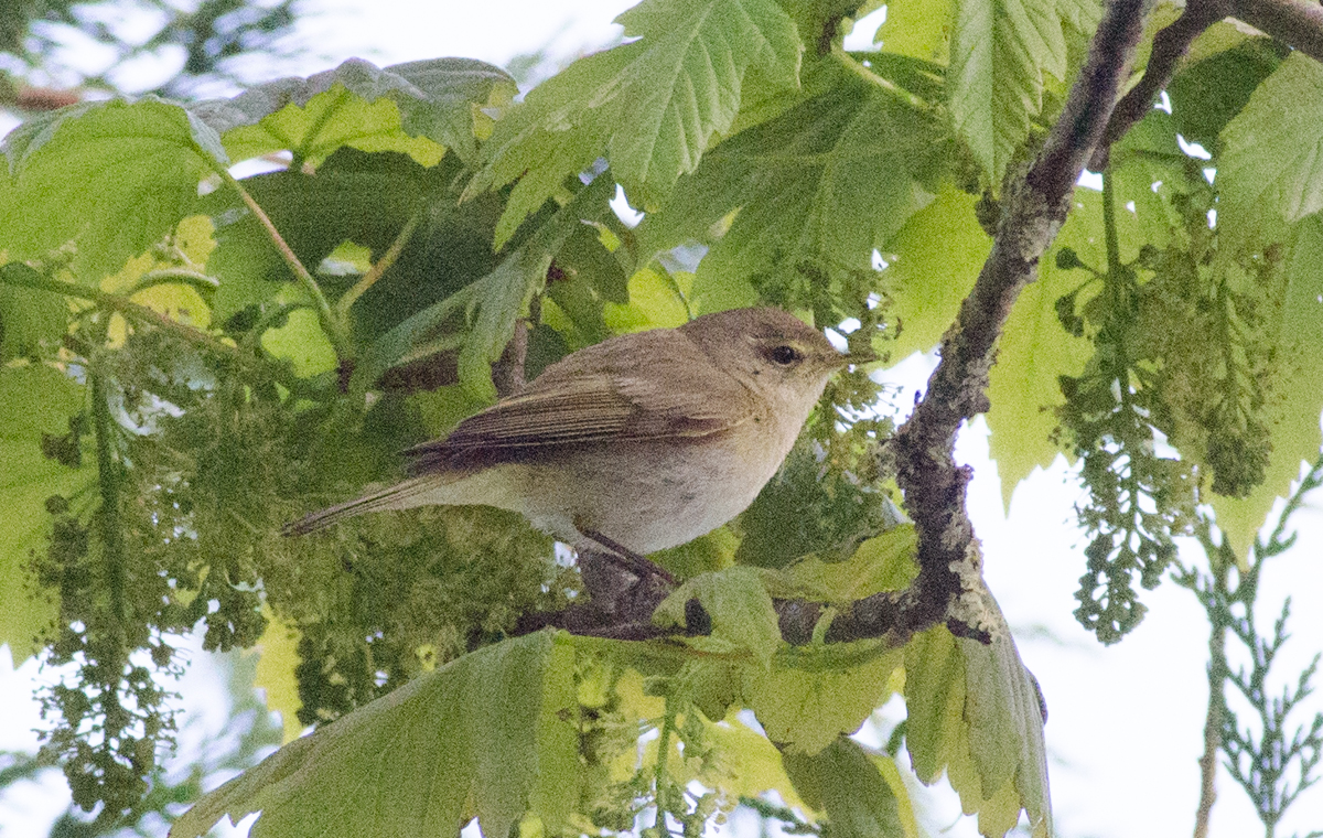 Gower Wildlife: Iberian Chiffchaff at Pwll, Llanelli
