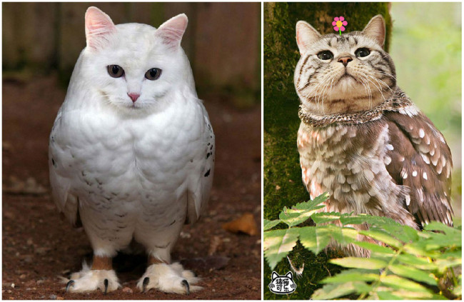 El gato y el búho se combinan para formar el híbrido adorablemente ...