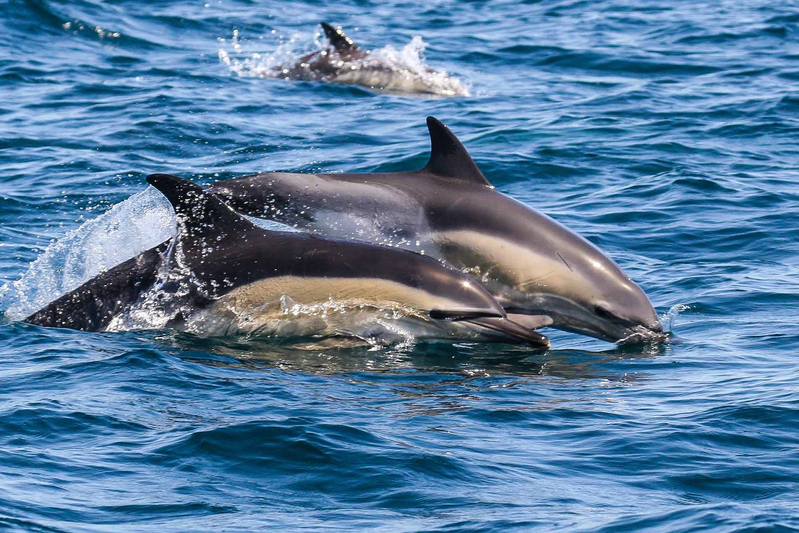 HQ Wallpapers: Striped Dolphin Wallpapers