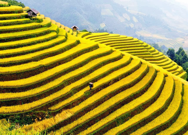 Rice terraced fields Sapa Northern Vietnam
