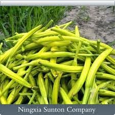 My Fadelicious: AYAM MASAK BUNGA KINCAM/ MASAK ITIK/DALCA/ SALAD DAN ...