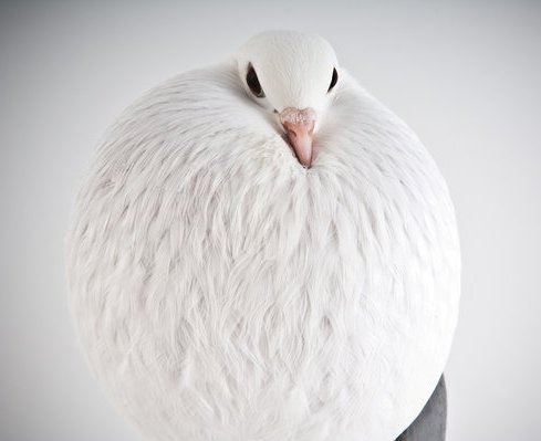 Galileo Feynman: DNA Variations and the Diversity of Pigeons